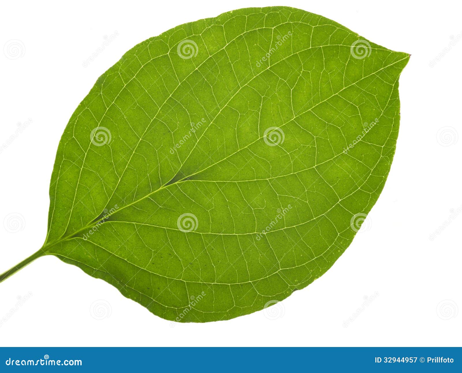 Translucent leaf stock image. Image of venation, green - 32944957