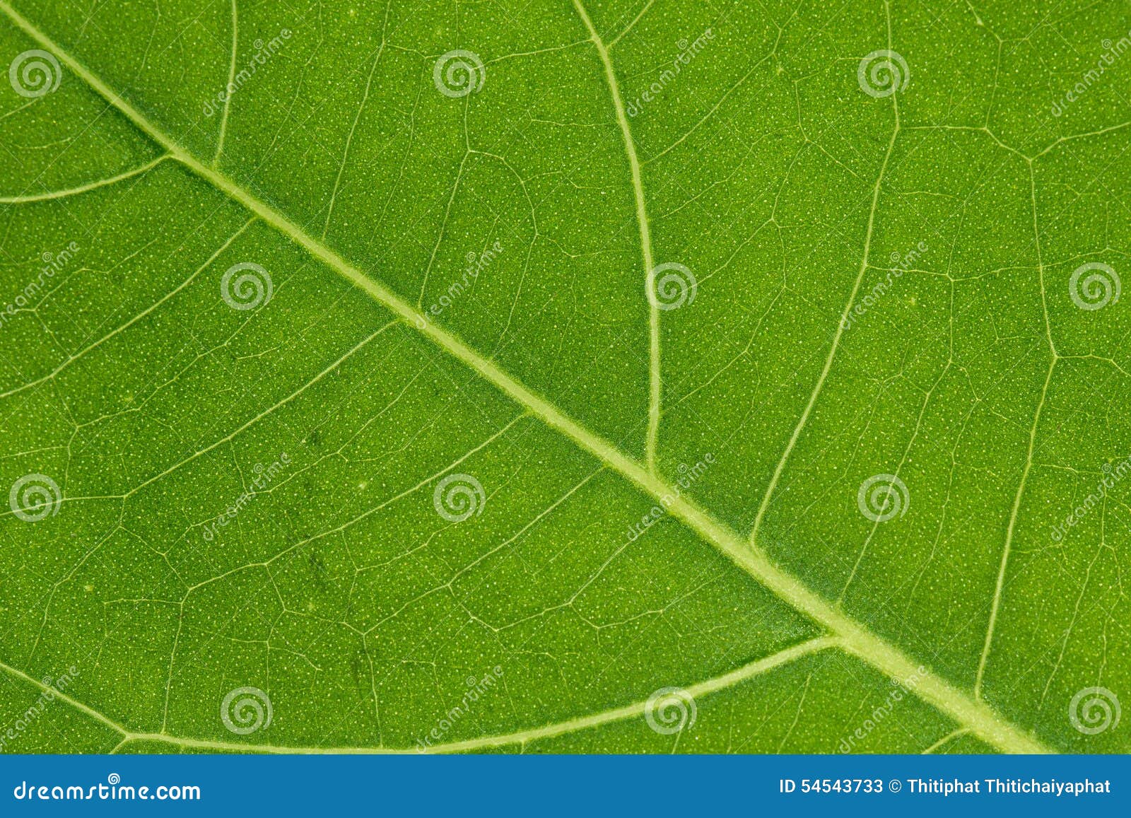 Translucent leaf stock image. Image of tree, macroleaf - 54543733
