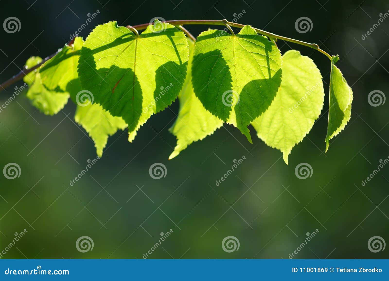 Translucent leaves backlit stock image. Image of outdoors - 11001869
