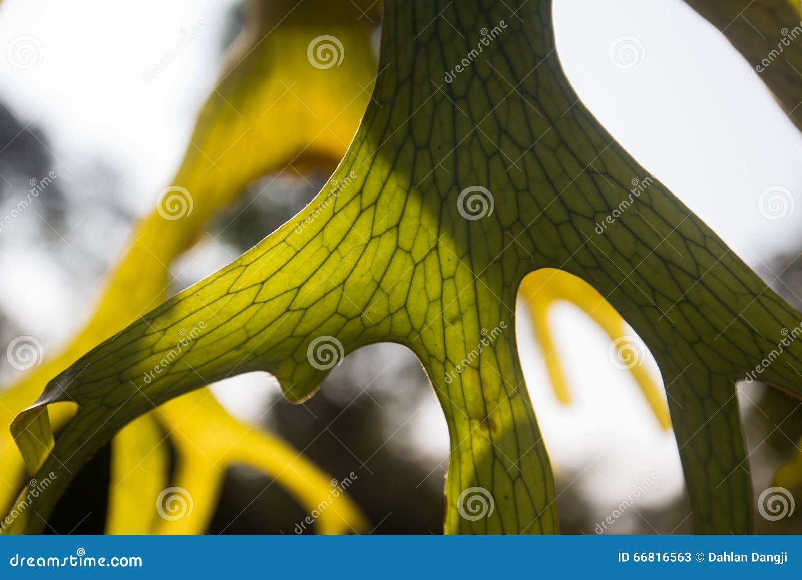 Translucent leaves stock image. Image of detail, tree - 66816563