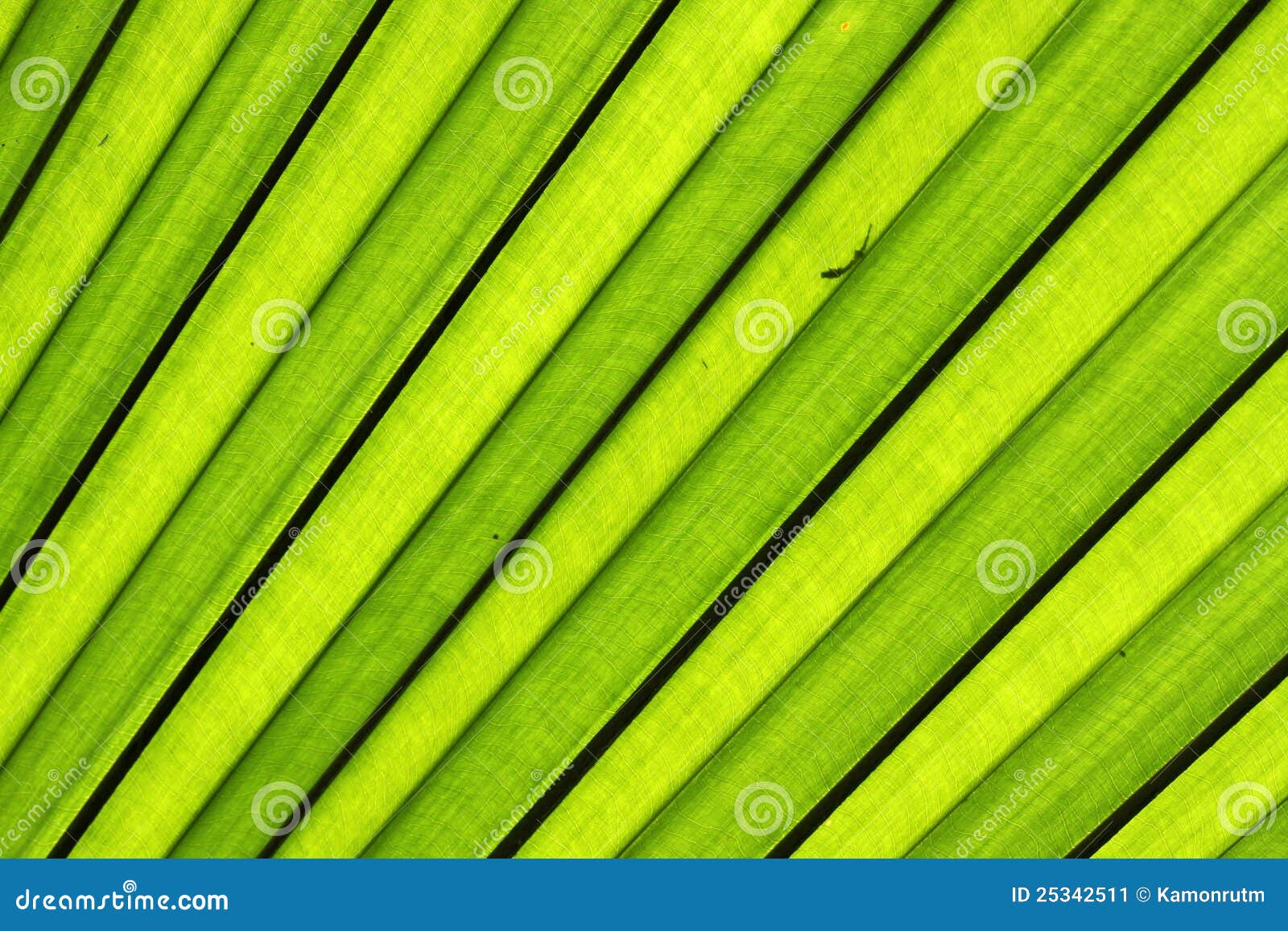 Translucent Leaves Color Green Stock Image - Image of diagonal, biology ...