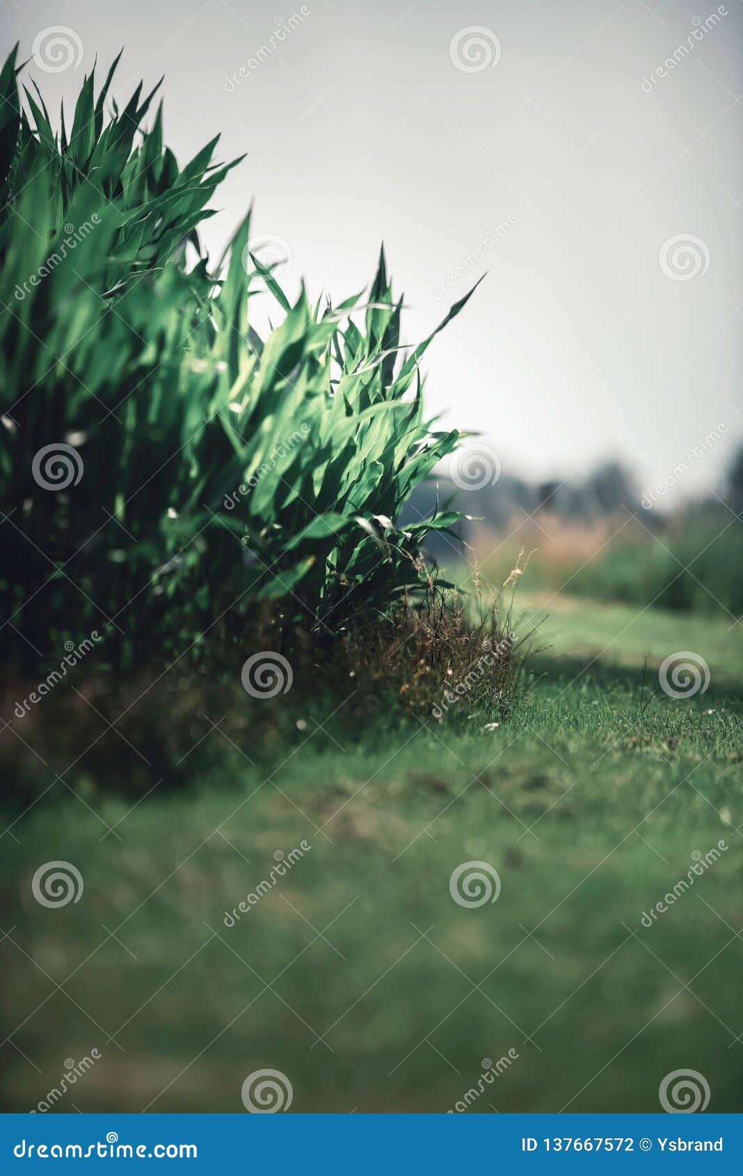 Translucent Leaves of Corn in Field. Stock Photo - Image of farming ...