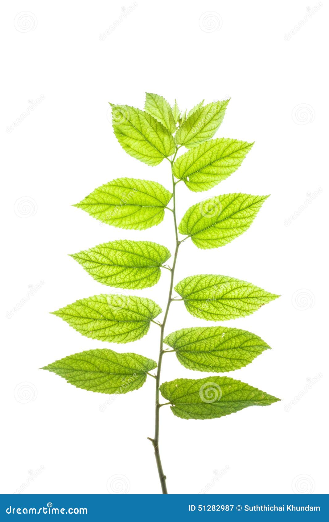 Translucent Red Leaves On A Tree Royalty-Free Stock Photography ...