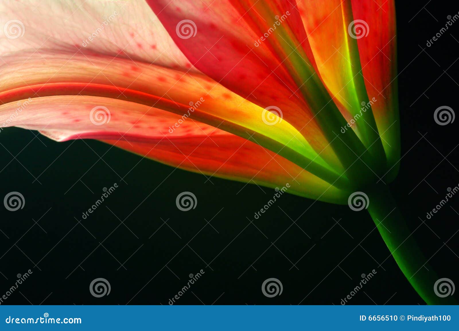 Translucent Lily stock photo. Image of background, colours - 6656510