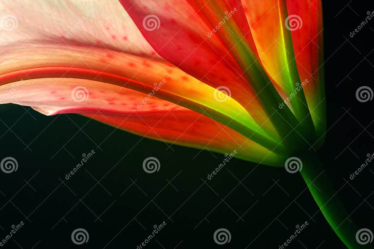 Translucent Lily stock photo. Image of background, colours - 6656510