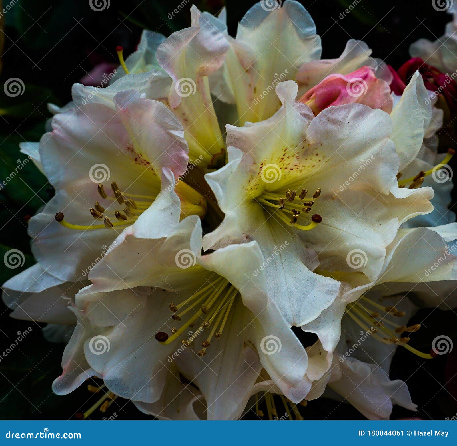 Translucent Lily stock image. Image of fronds, botanicals - 180044061