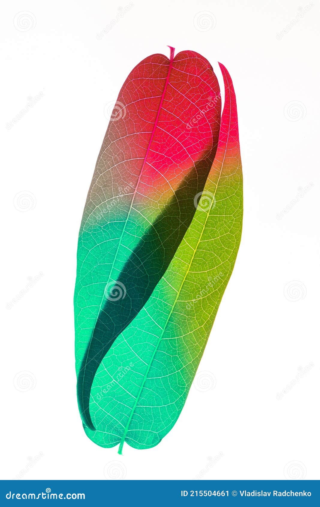 Translucent Multi Color Plant Leaves on White Backgrounds. Ecology ...