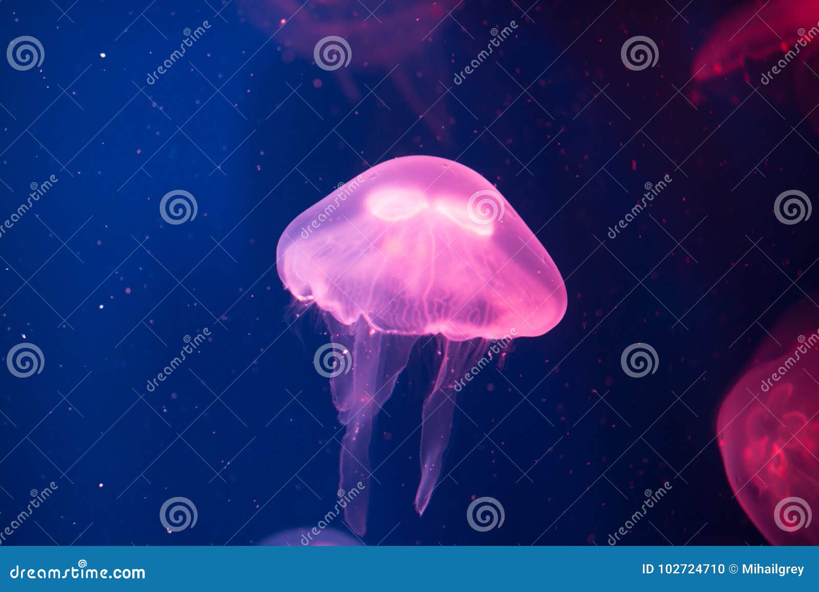 Translucent Pink Jellyfish in Dark Water. Stock Photo - Image of ...