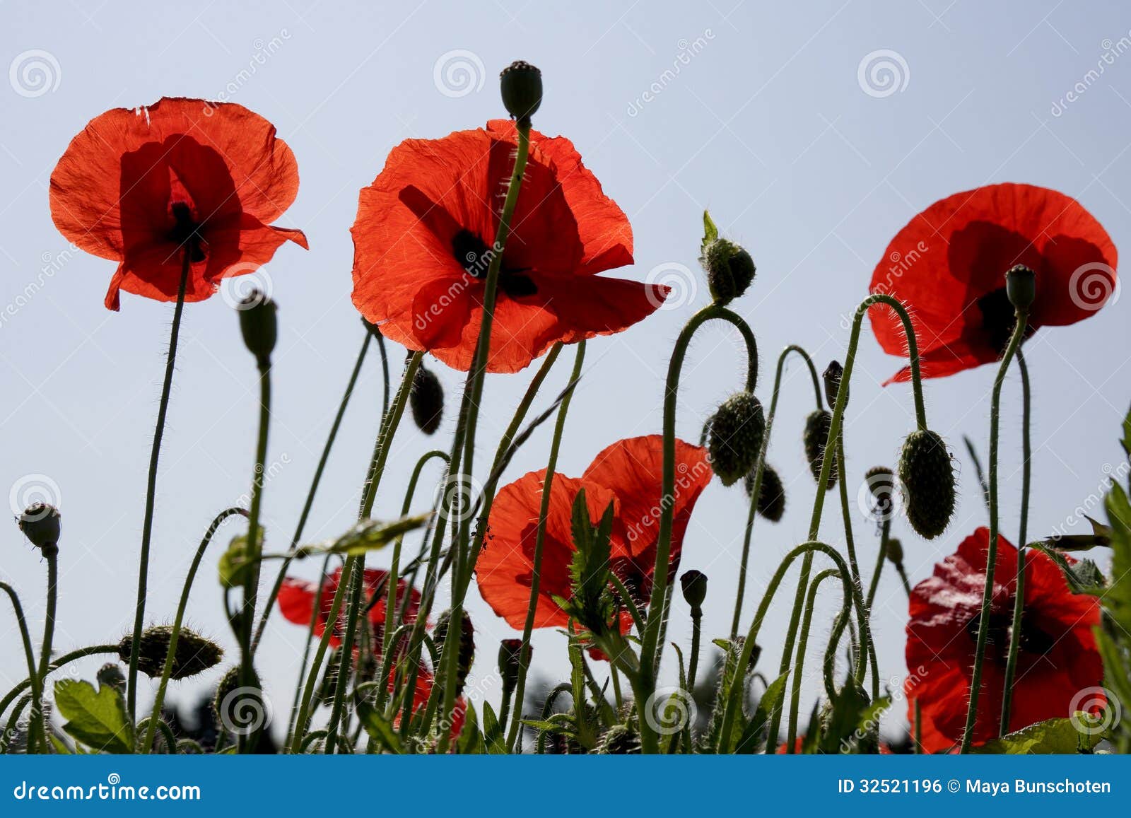Translucent poppies stock photo. Image of summer, field - 32521196