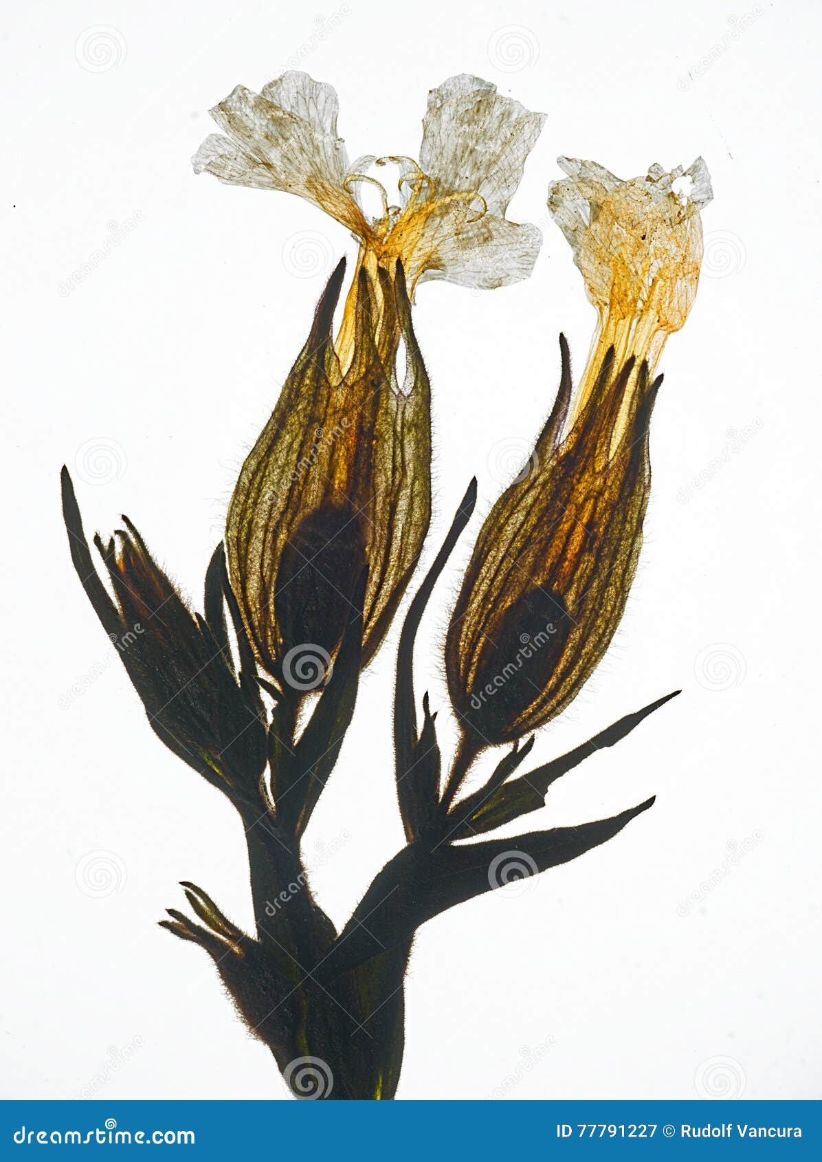 Translucent Pressed Flowers Stock Image - Image of flowers, floral ...