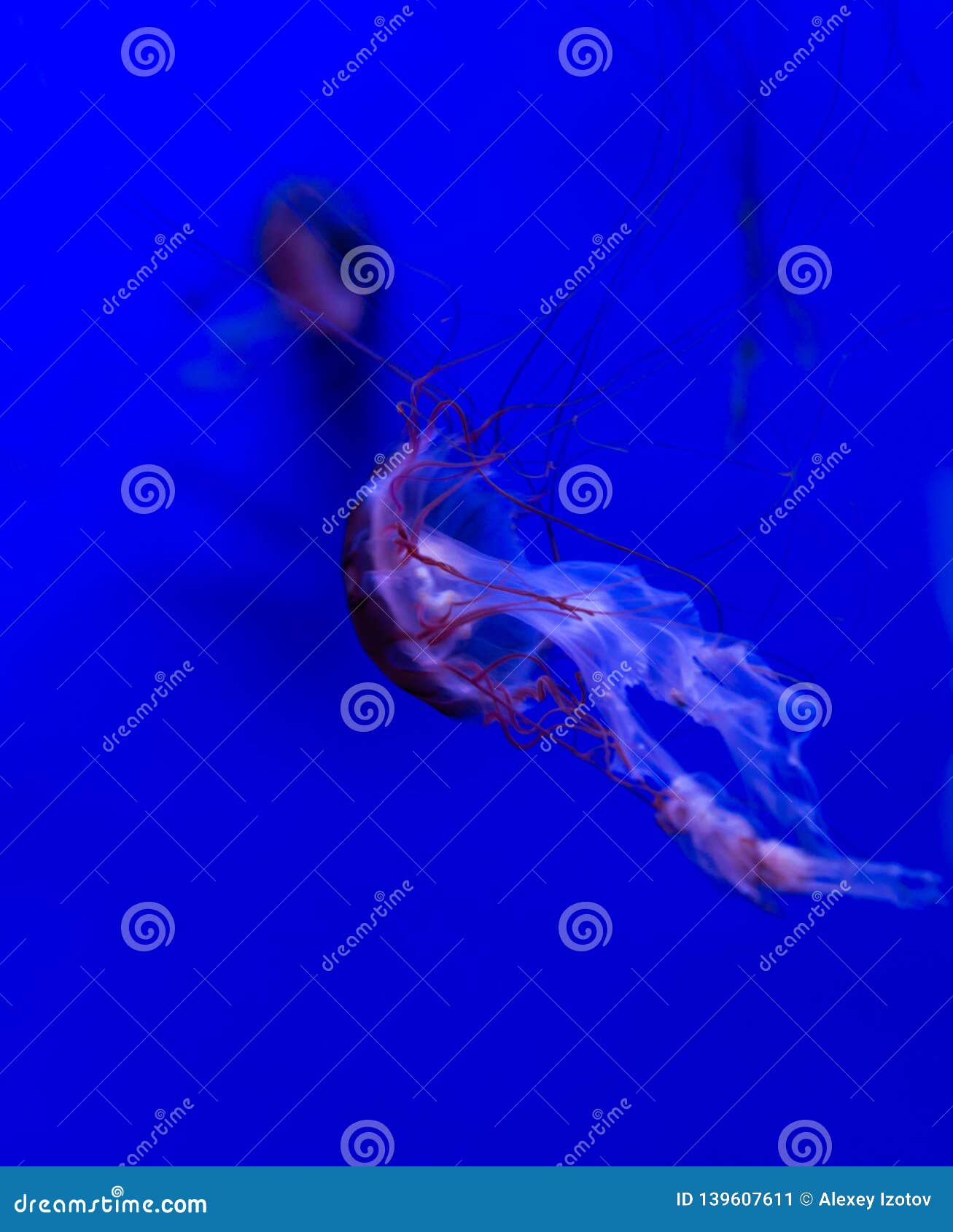 Translucent Red Jellyfish with Strings of Tentacles Stock Image - Image ...