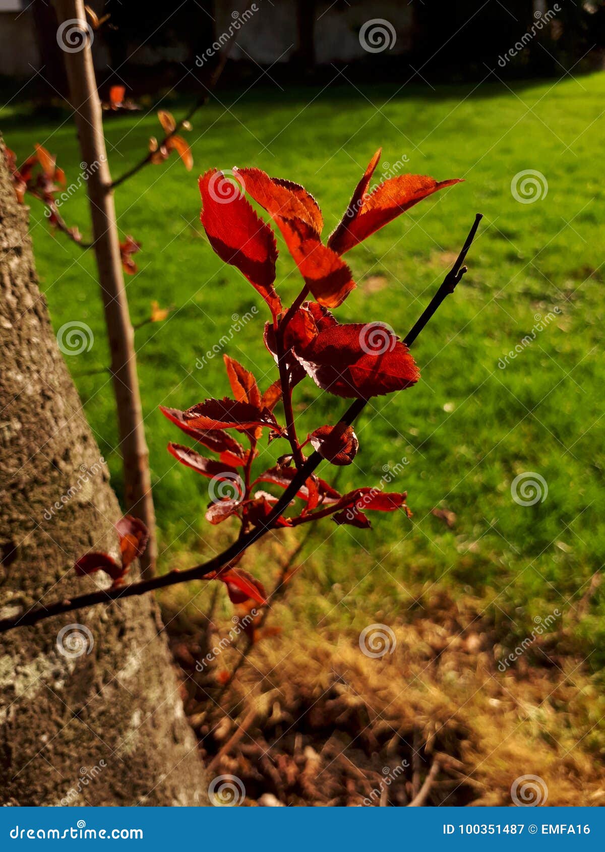 Translucent Red Leaves on a Tree Stock Image - Image of spring, nature ...