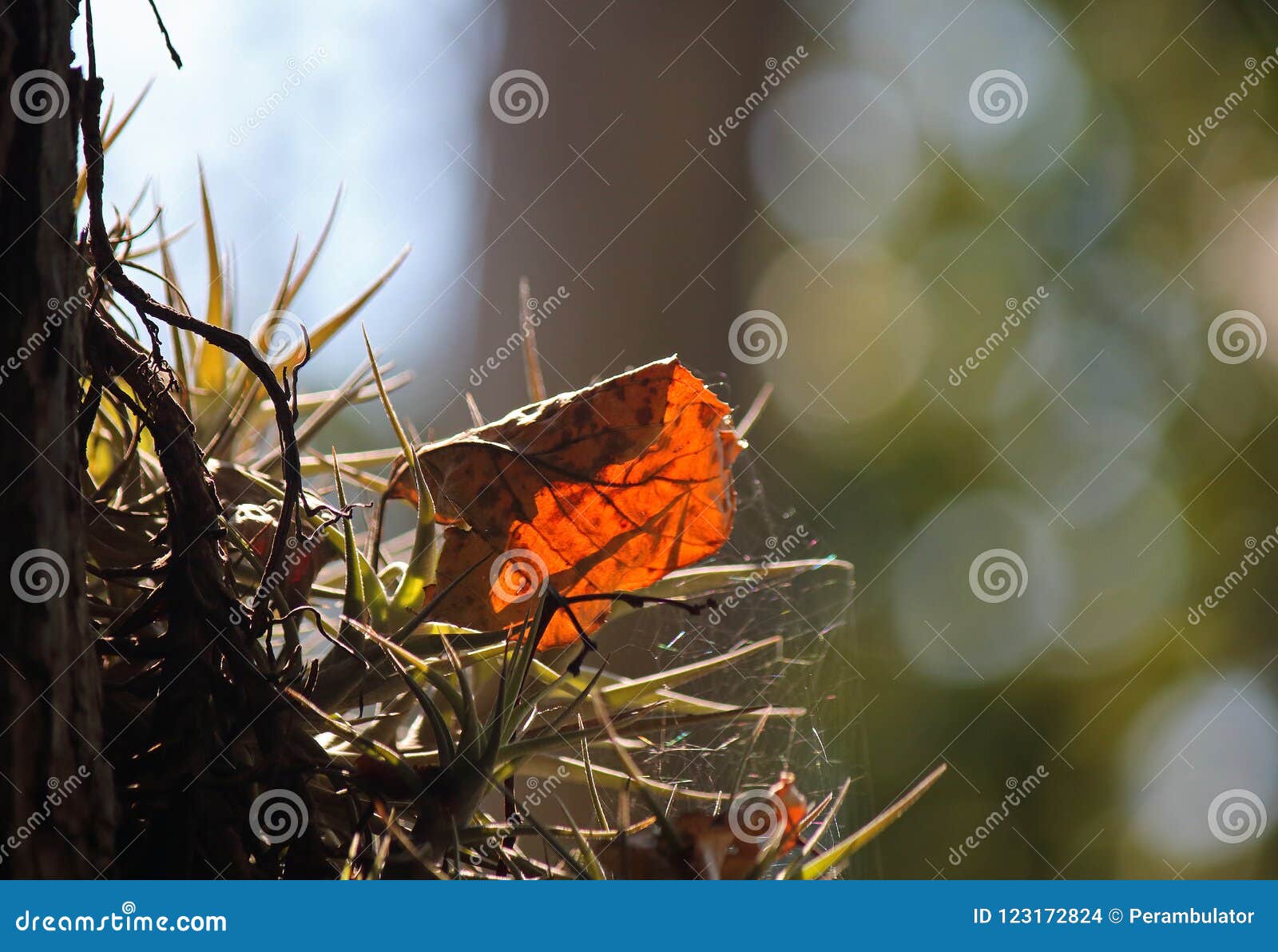 TRANSLUCENT RUST COLOURED AUTUMN LEAF CAUGHT in an EPIPHYTE PLANT Stock ...