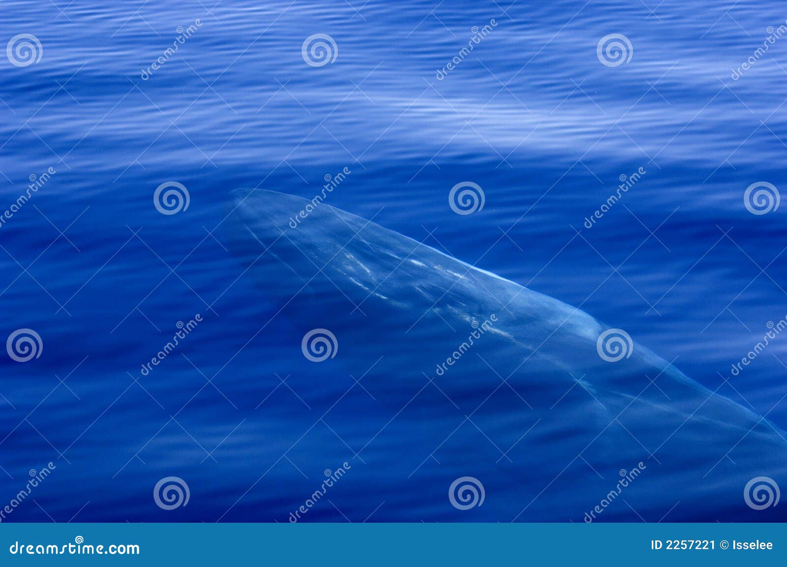 Translucent sea stock image. Image of blue, reflection - 2257221
