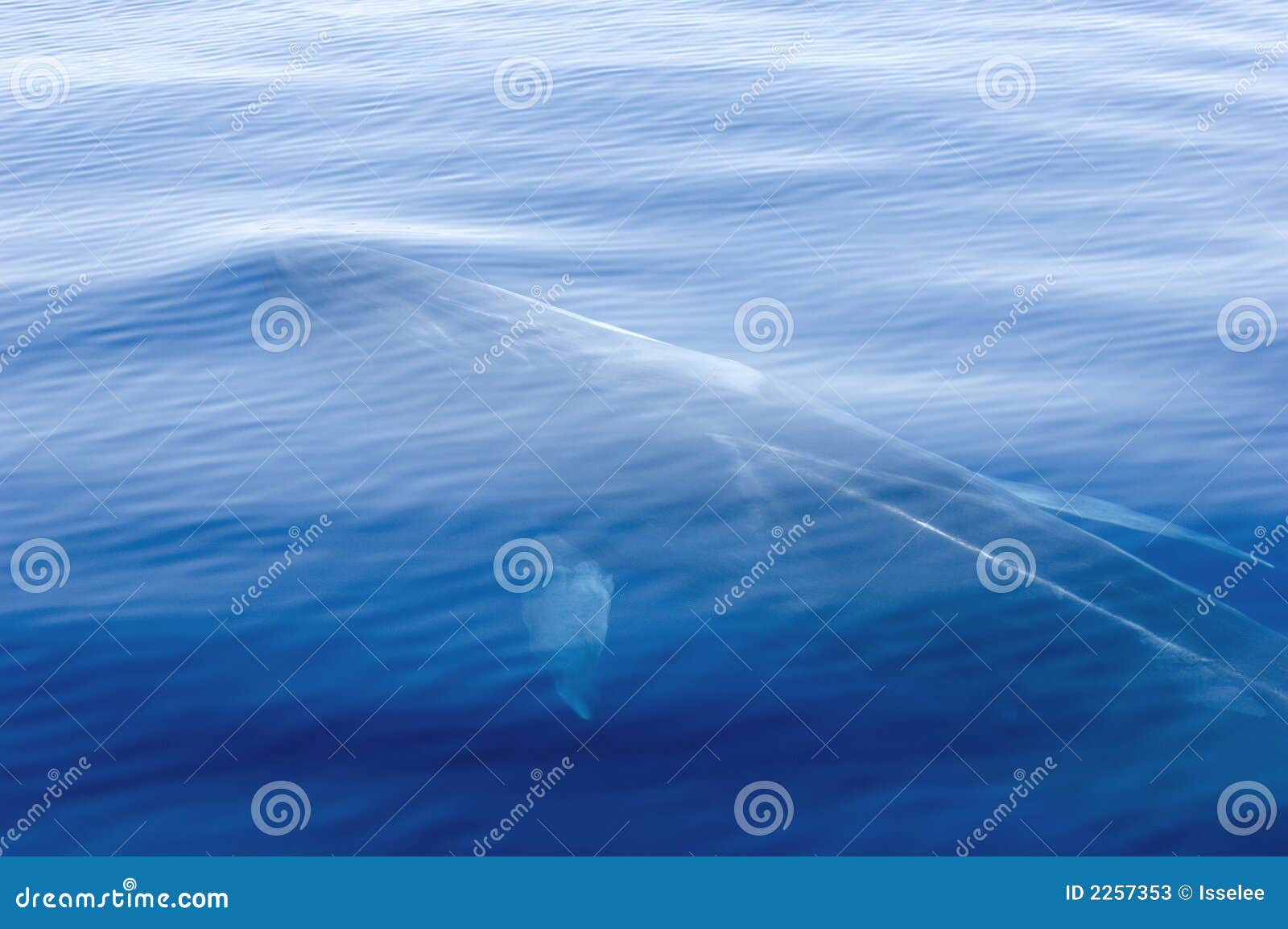 Translucent sea stock image. Image of reflection, blue - 2257353