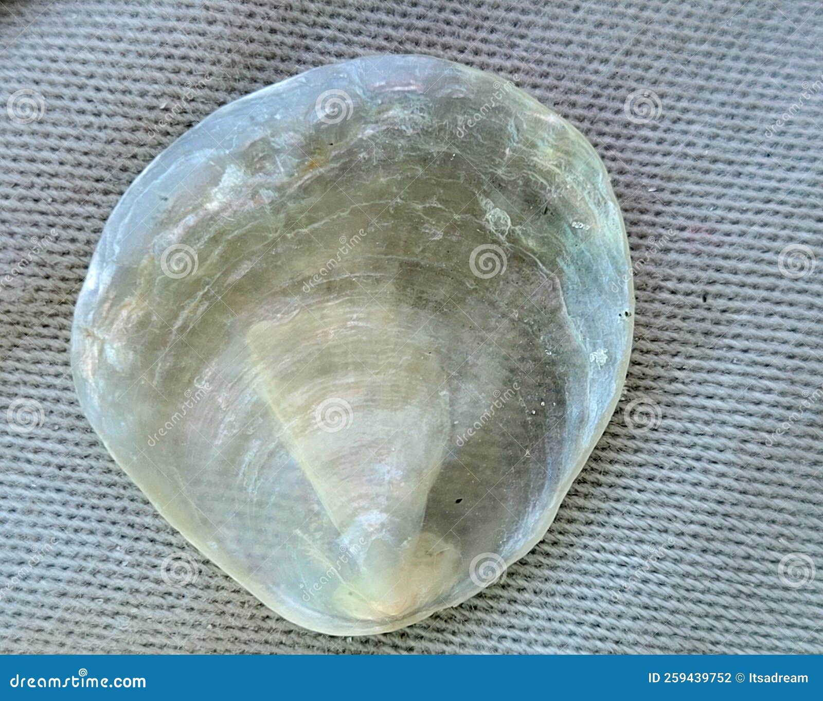 Translucent Shell on a Net Background Stock Photo - Image of ...