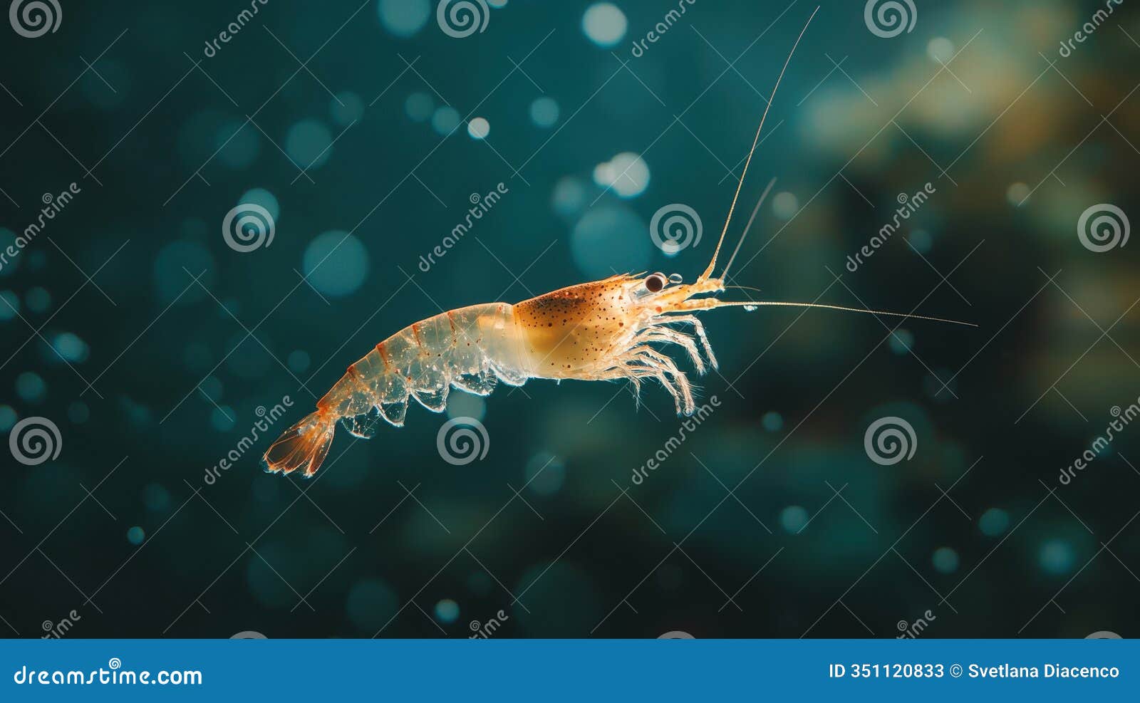 Translucent Shrimp in Cloudy Water, Microplastics and Chemical Traces ...