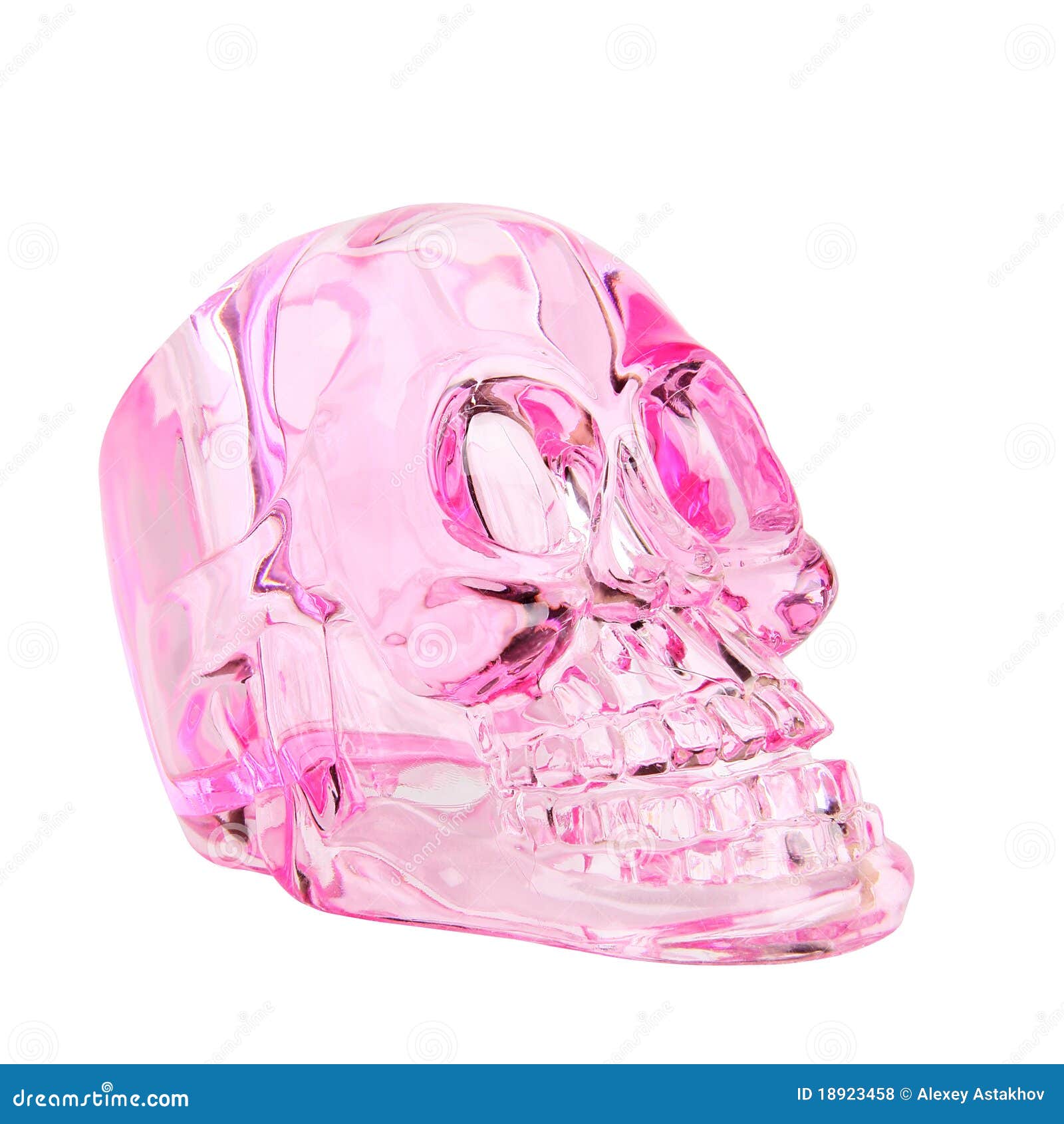 Translucent skull stock photo. Image of bone, shape, anatomical - 18923458