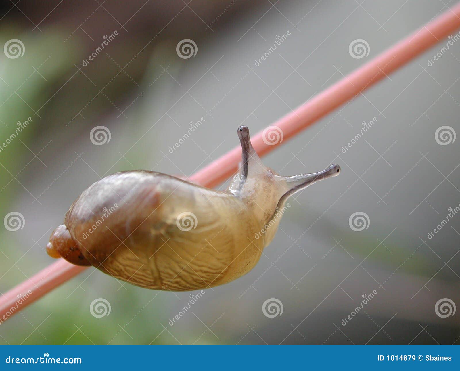 Translucent Snail Climbing a Stem Stock Image - Image of stalks, shell ...