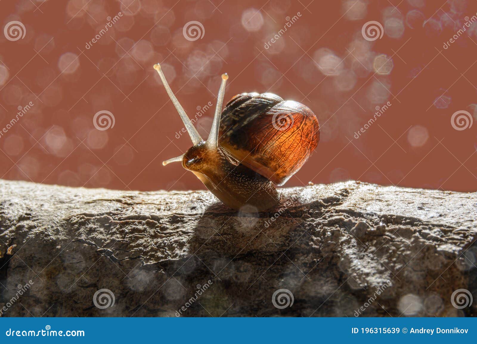 Translucent Snail in the Sunlight Stock Image - Image of magic, mollusk ...