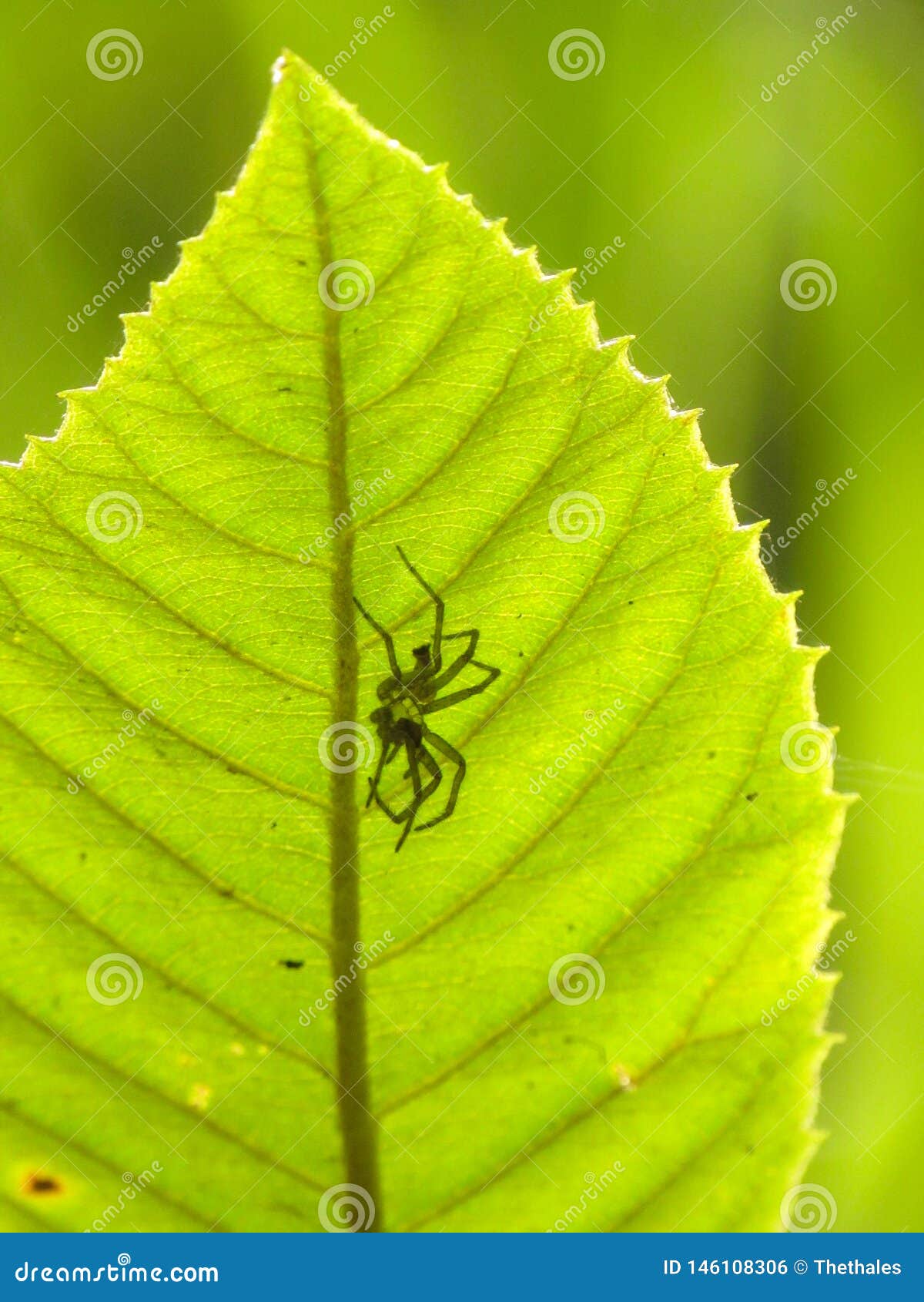 Translucent Spider Seen through a Leaf Stock Photo - Image of leaves ...