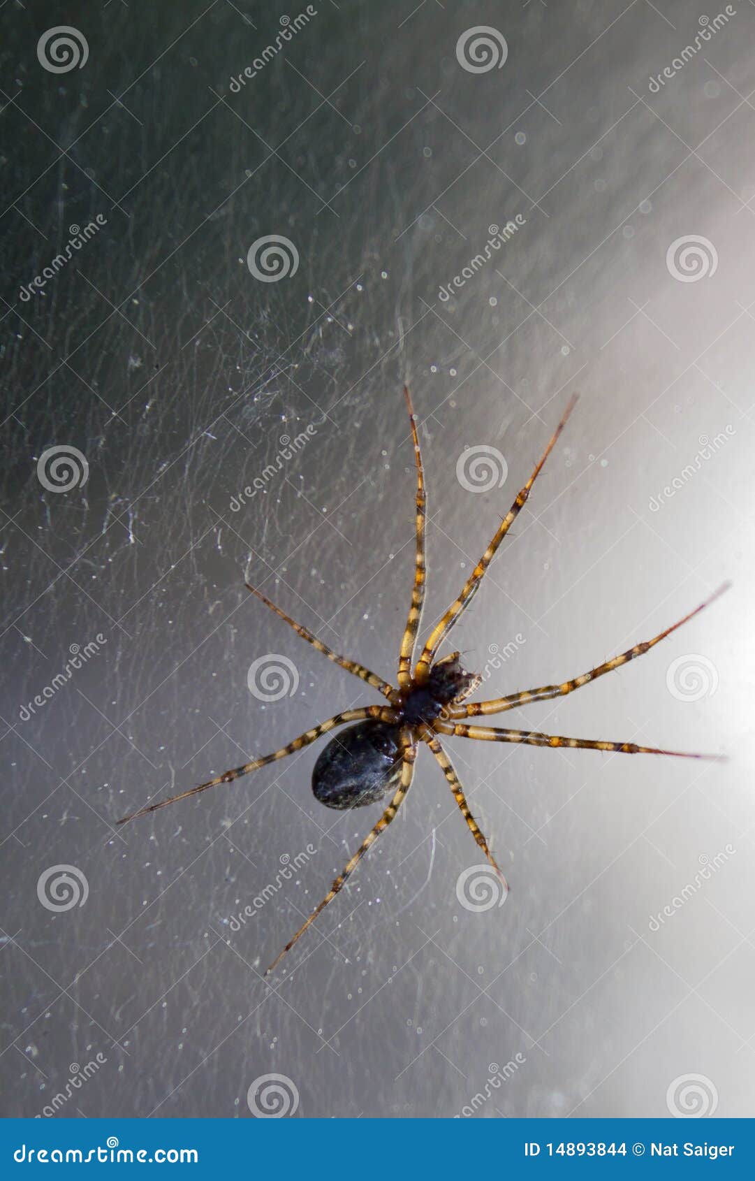 Translucent spider on web stock photo. Image of arachnid - 14893844