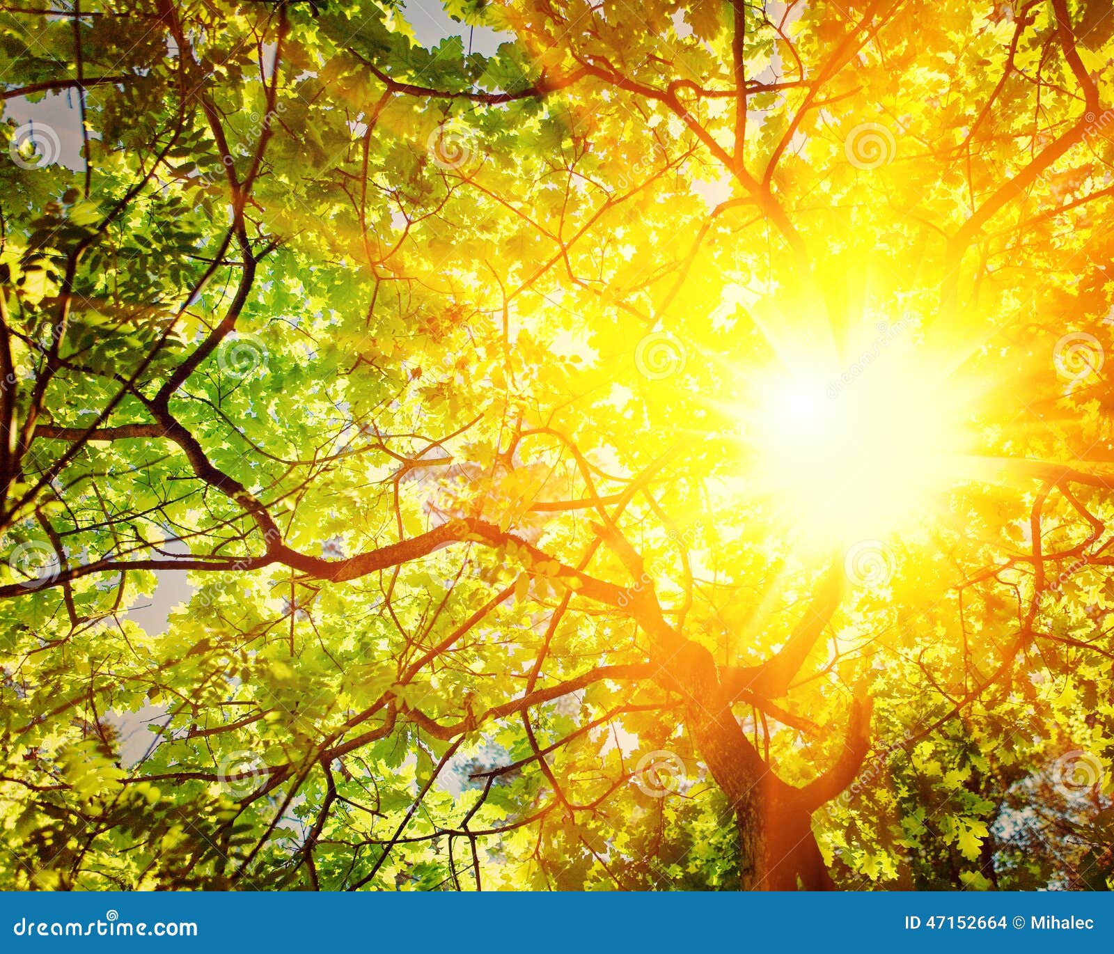 Translucent Sun through Branches of Oak Tree Instagram Stile Stock ...