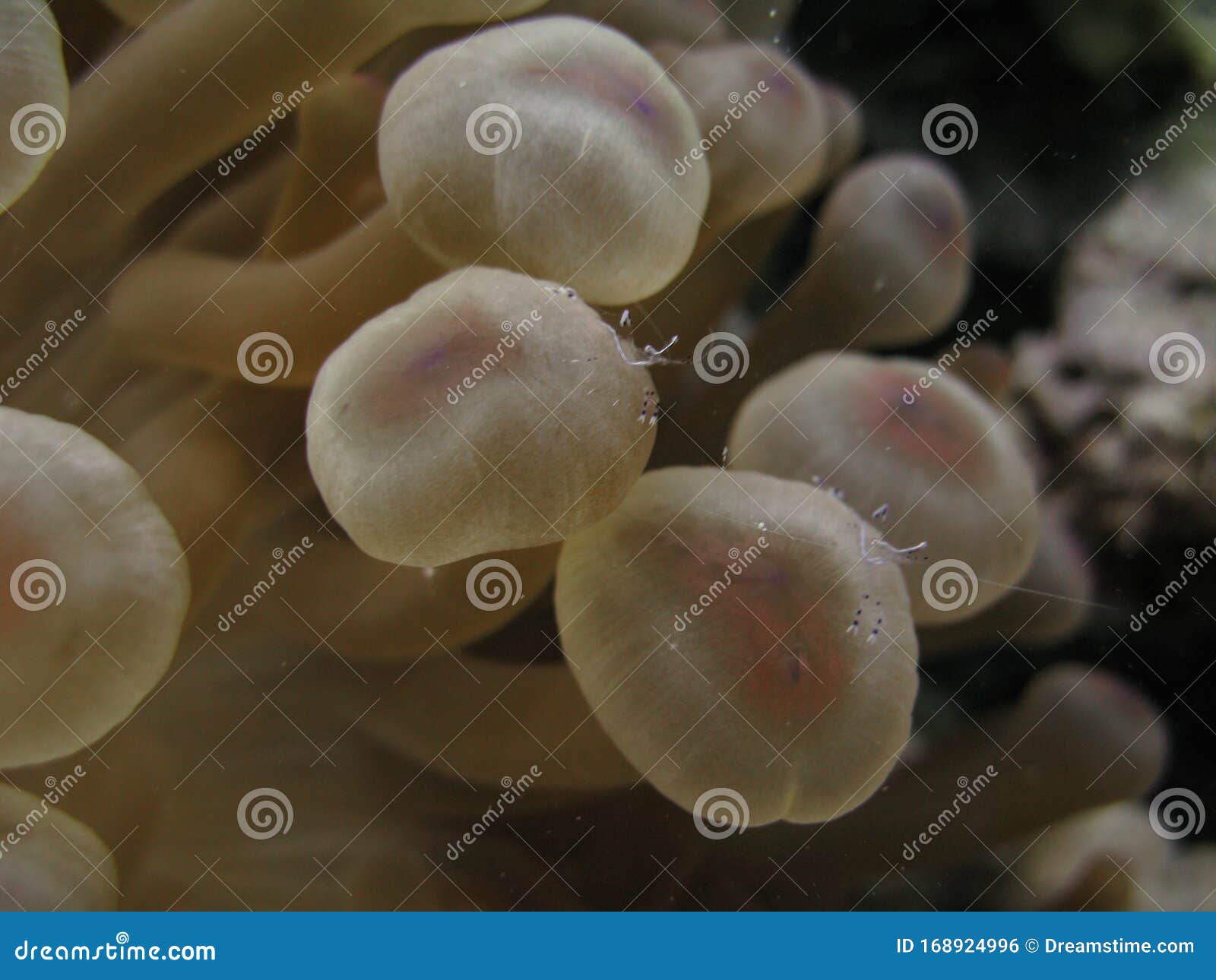 Translucent Tiny Shrimp on Sea Anemone Tentacles. Stock Photo - Image ...