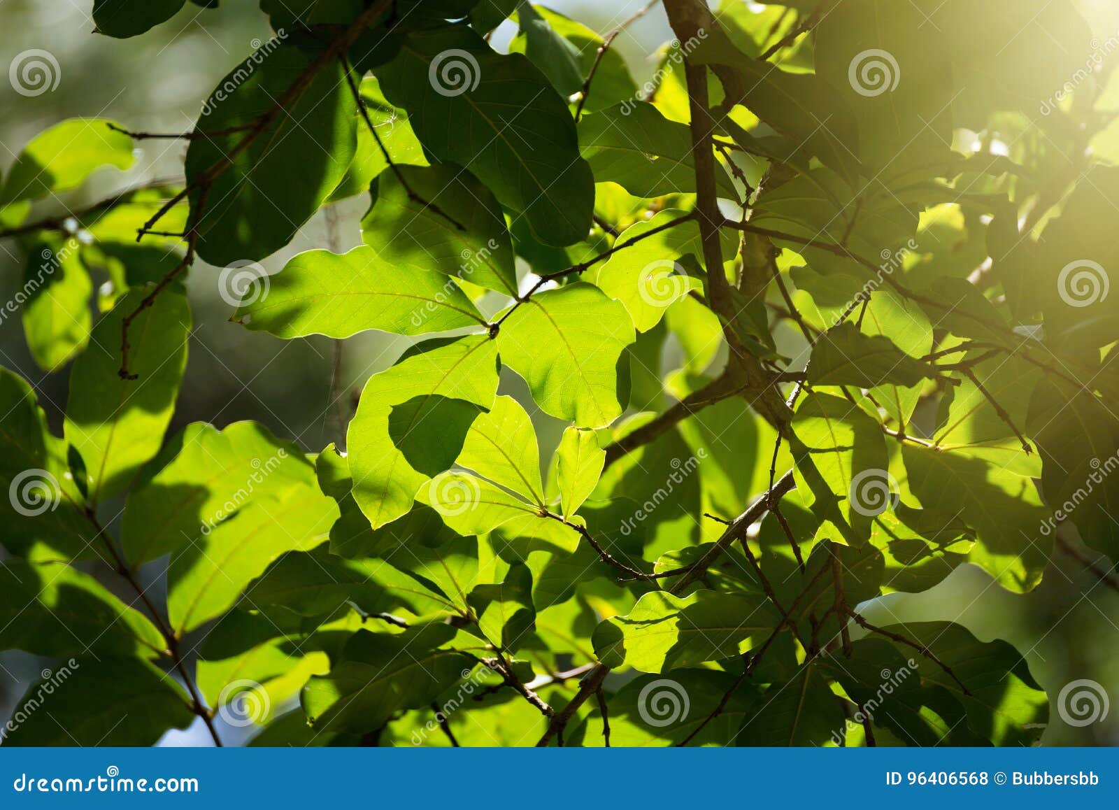 Translucent Tree Leaves on Sunlight Summer Sunny Day. Stock Photo ...