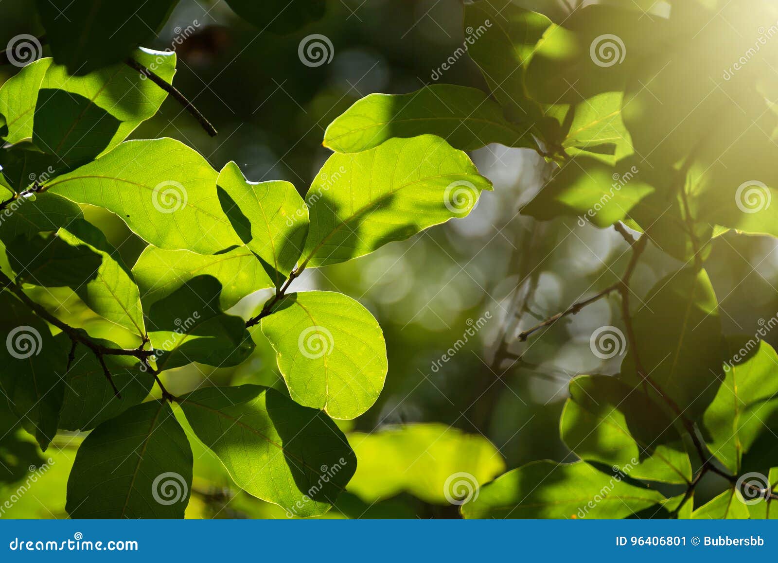 Translucent Tree Leaves on Sunlight Summer Sunny Day. Stock Image ...
