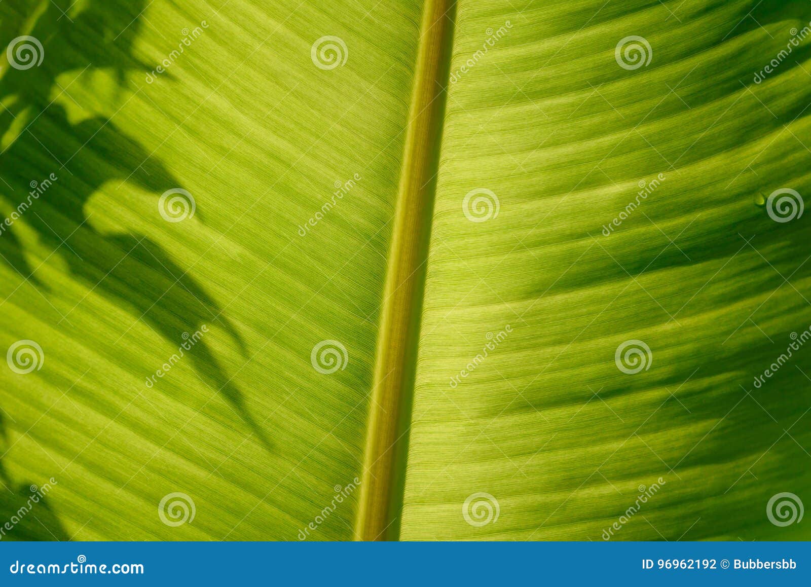 Translucent Tree Leaves on Sunlight Summer Sunny Day. Stock Photo ...
