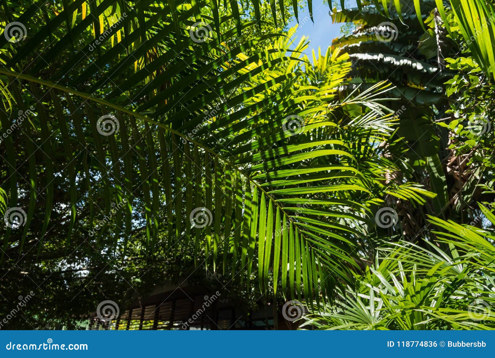 Translucent Tree Leaves on Sunlight Summer Sunny Day.Thailand. Stock ...