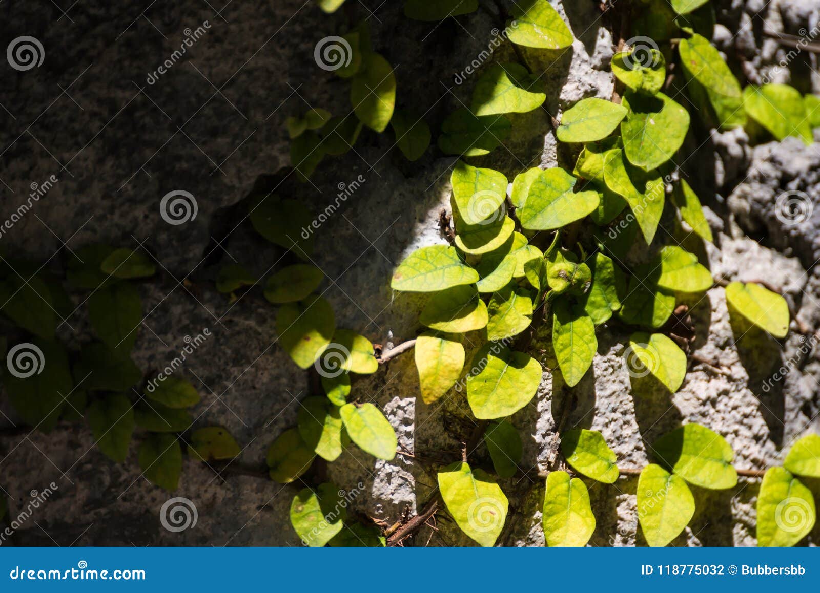 Translucent Tree Leaves on Sunlight Summer Sunny Day.Thailand. Stock ...