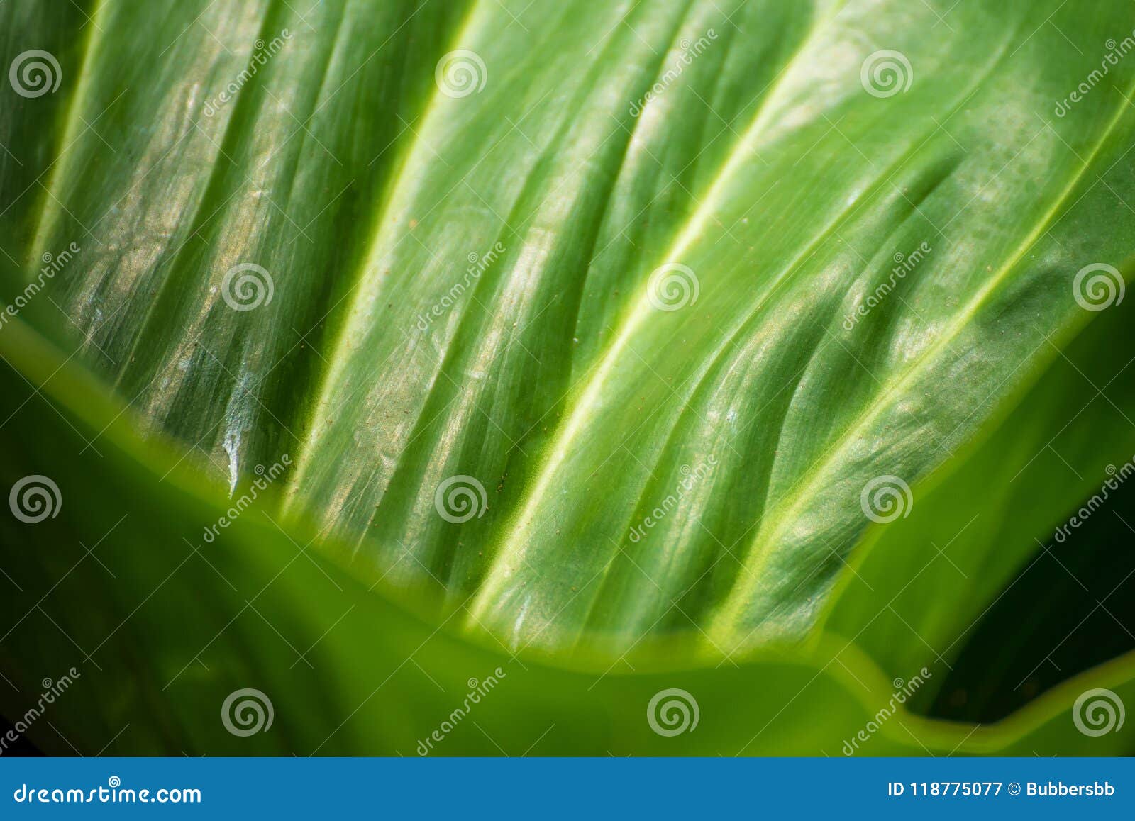 Translucent Tree Leaves on Sunlight Summer Sunny Day.Thailand. Stock ...