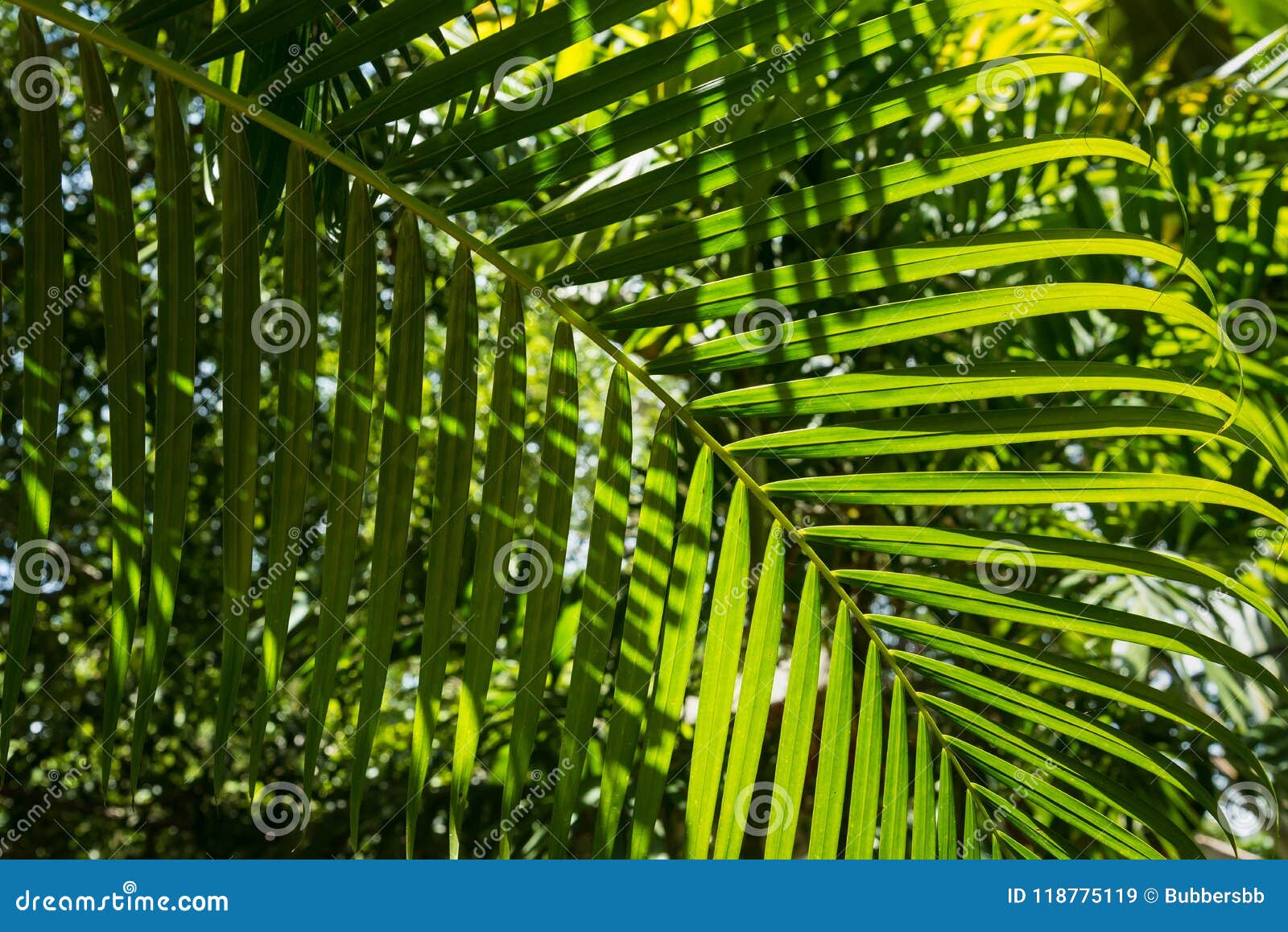 Translucent Tree Leaves on Sunlight Summer Sunny Day.Thailand. Stock ...