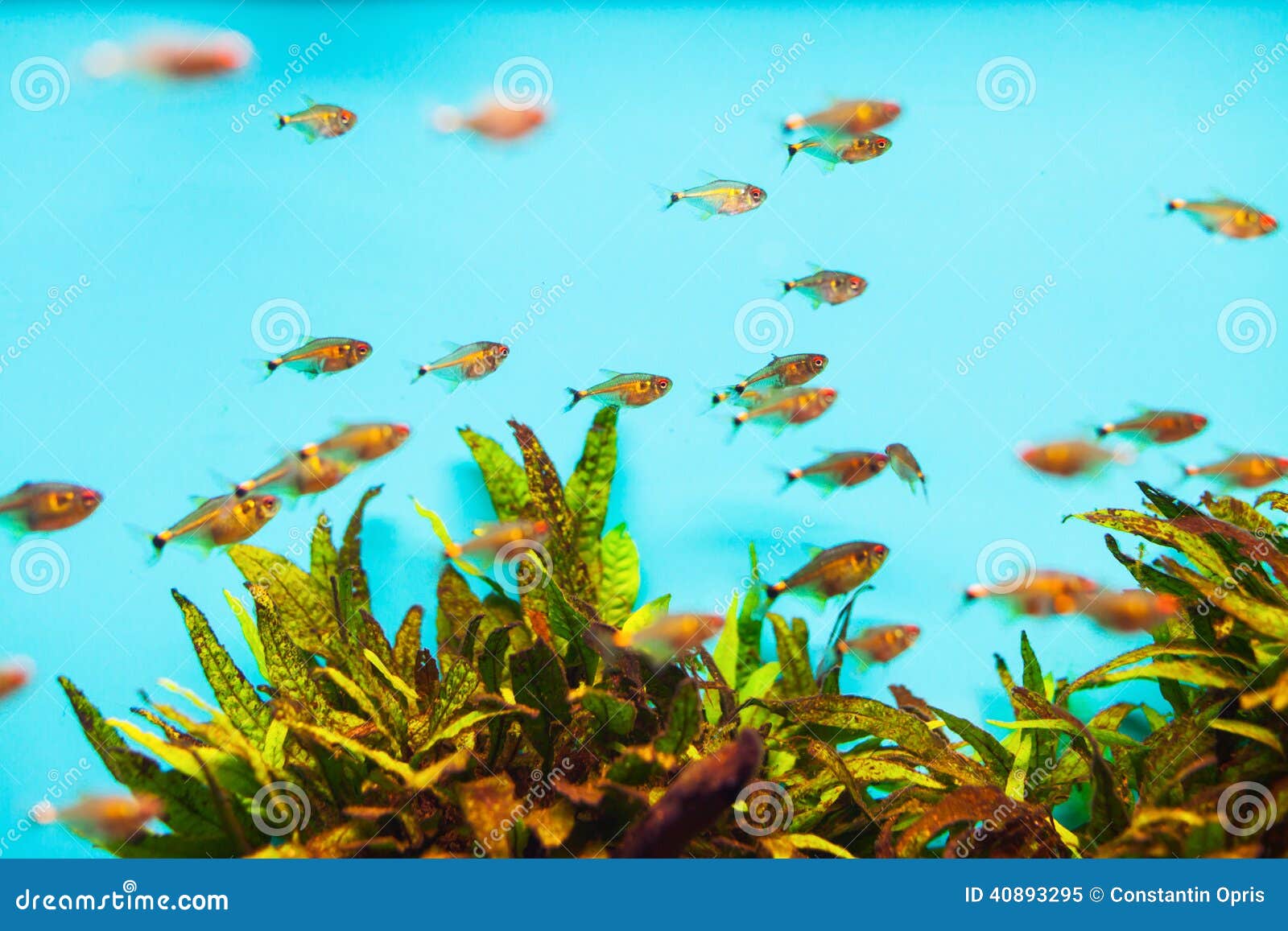 Translucent tropical fish stock image. Image of freshwater - 40893295