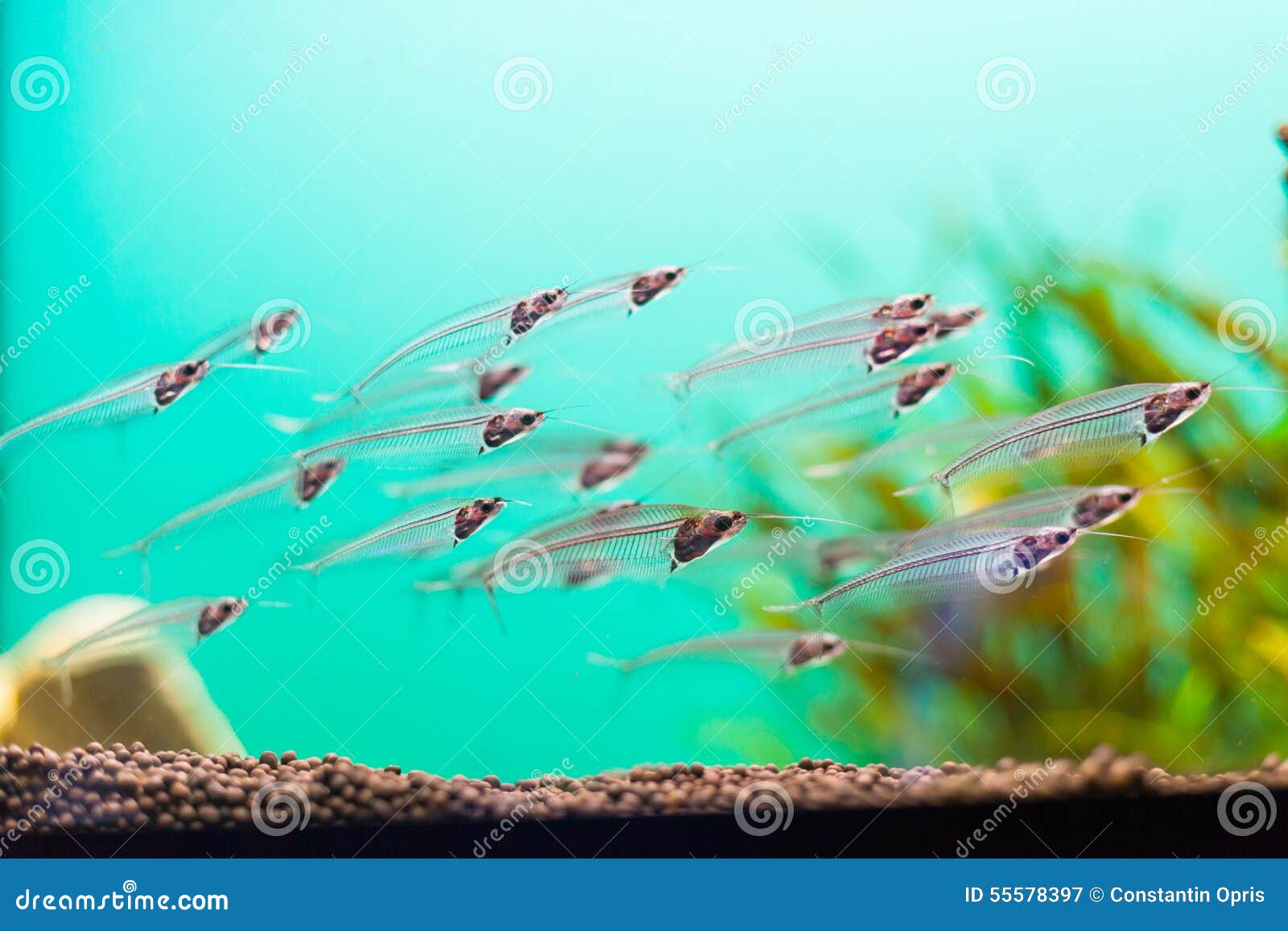 Translucent tropical fish stock image. Image of plant - 55578397