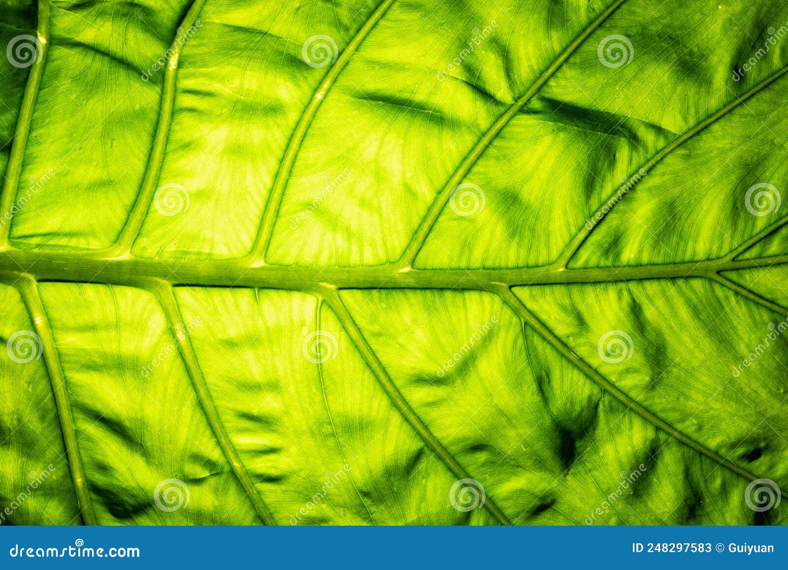 Translucent Vein Texture. Leaf Texture. Leaves Background Stock Image ...