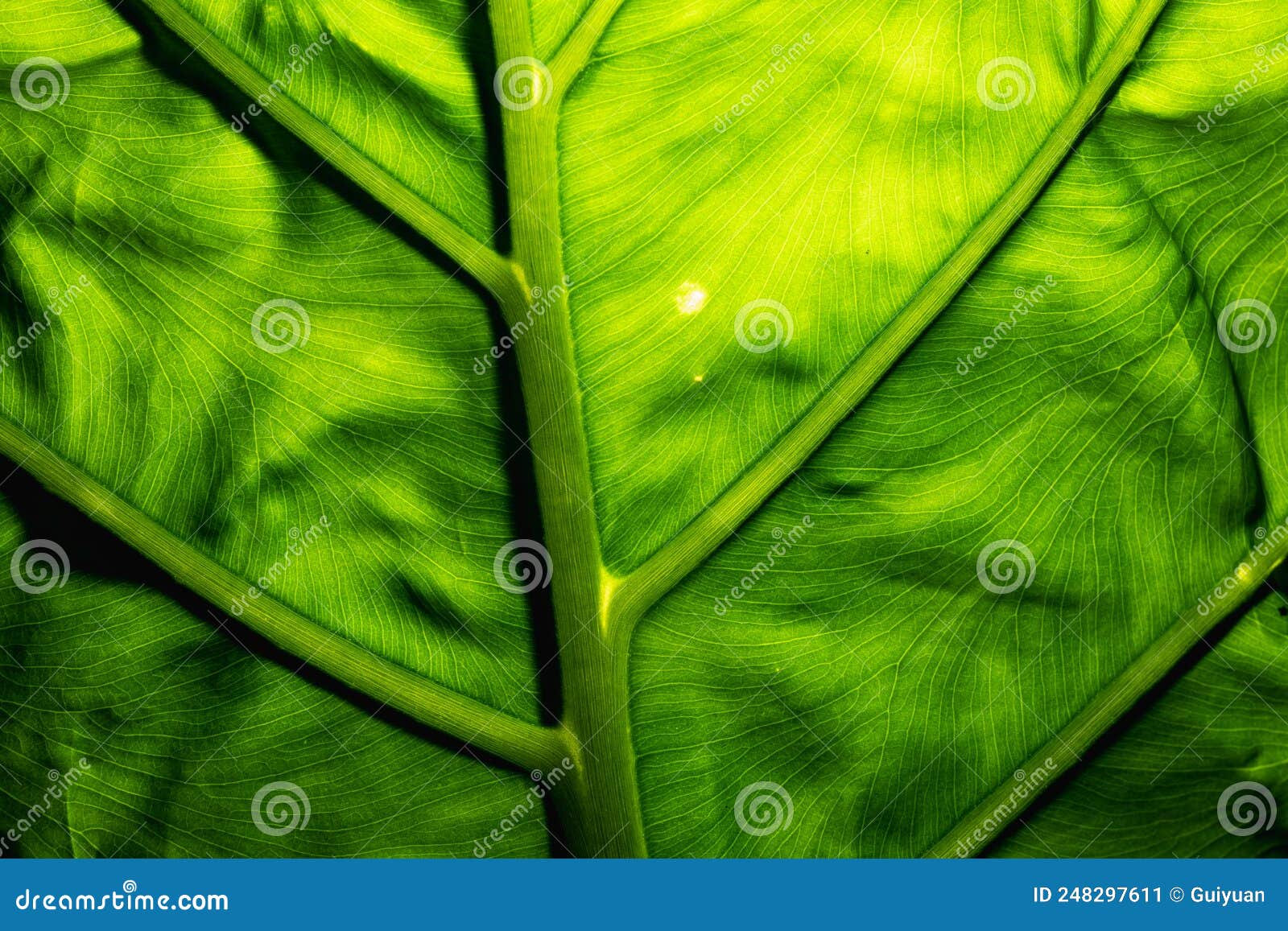 Translucent Vein Texture. Leaf Texture. Leaves Background Stock Image ...