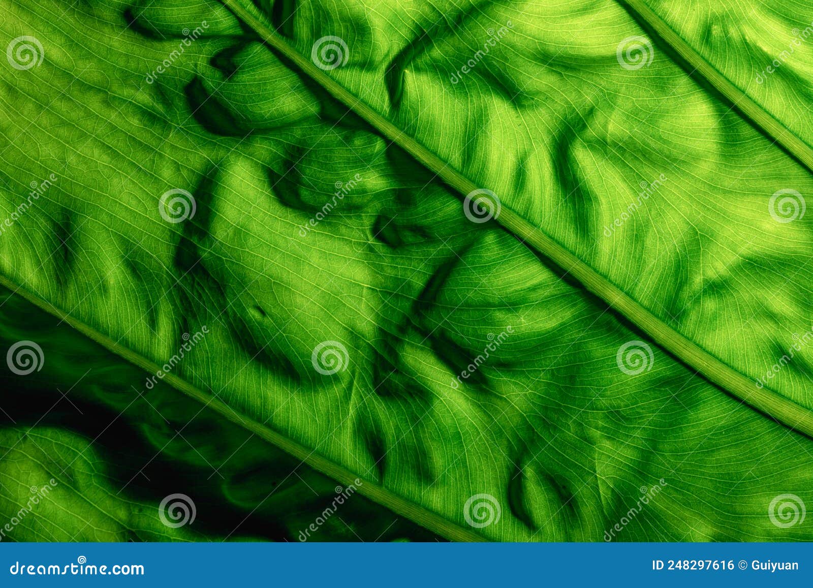 Translucent Vein Texture. Leaf Texture. Leaves Background Stock Photo ...