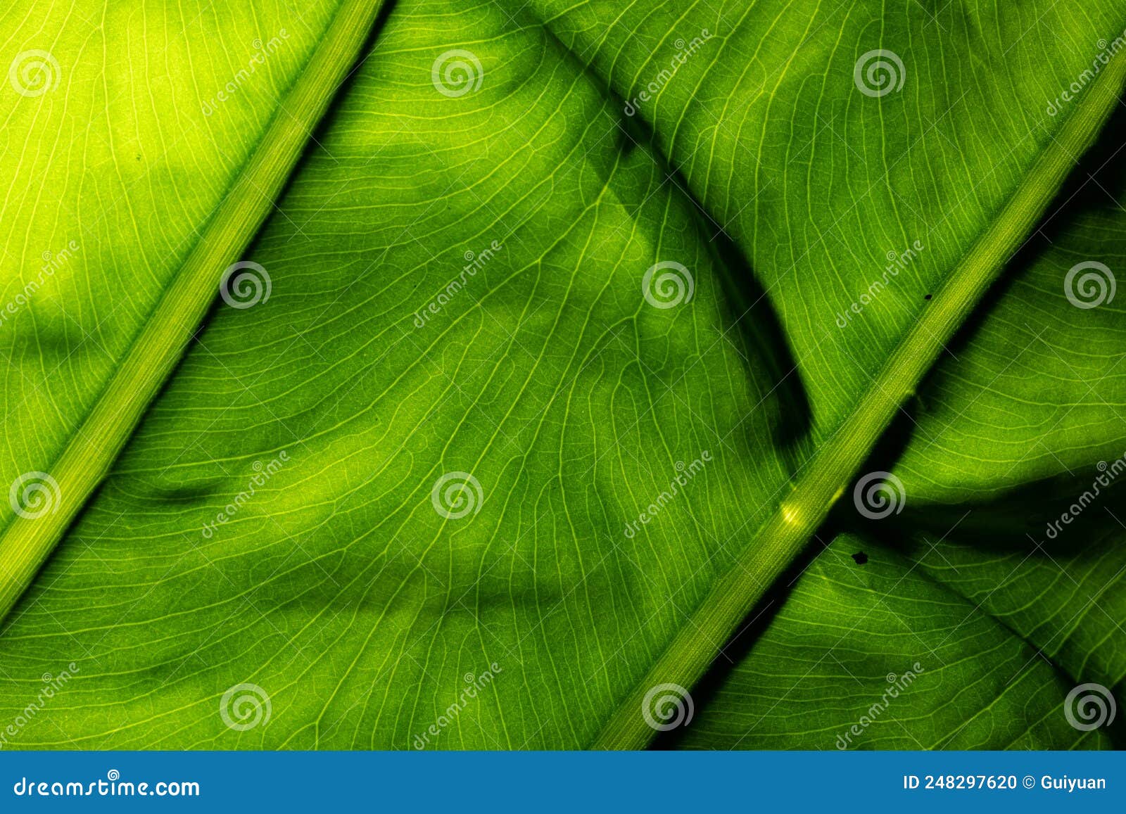 Translucent Vein Texture. Leaf Texture. Leaves Background Stock Photo ...