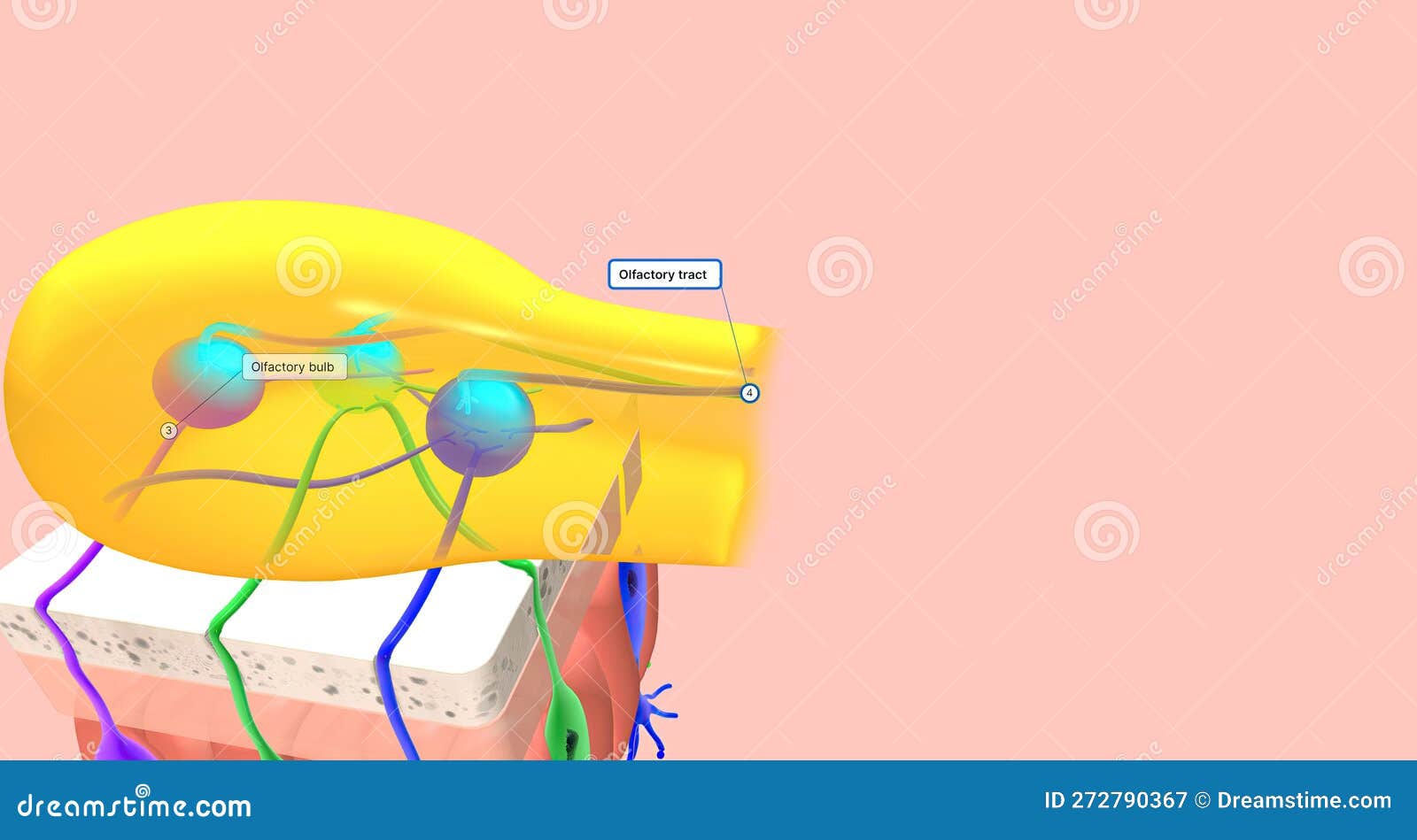 Action Potential And Neuron Membrane Spike After Stimulus Outline ...