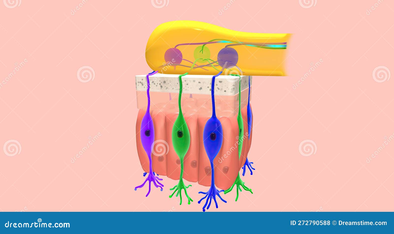 Action Potential And Neuron Membrane Spike After Stimulus Outline ...