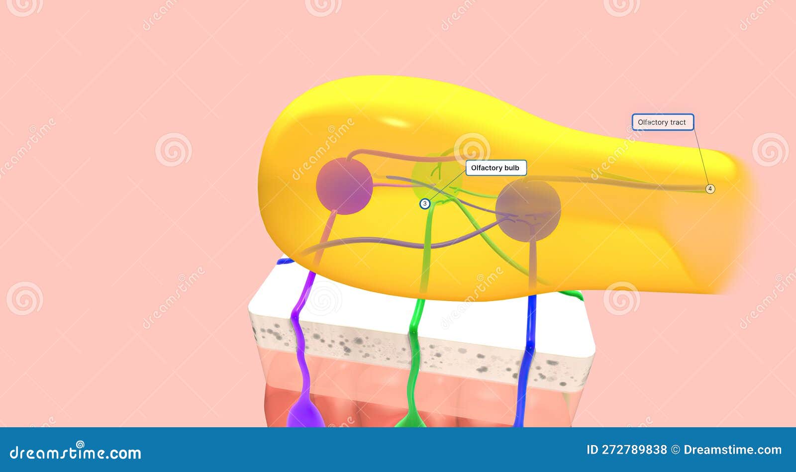 Action Potential And Neuron Membrane Spike After Stimulus Outline ...