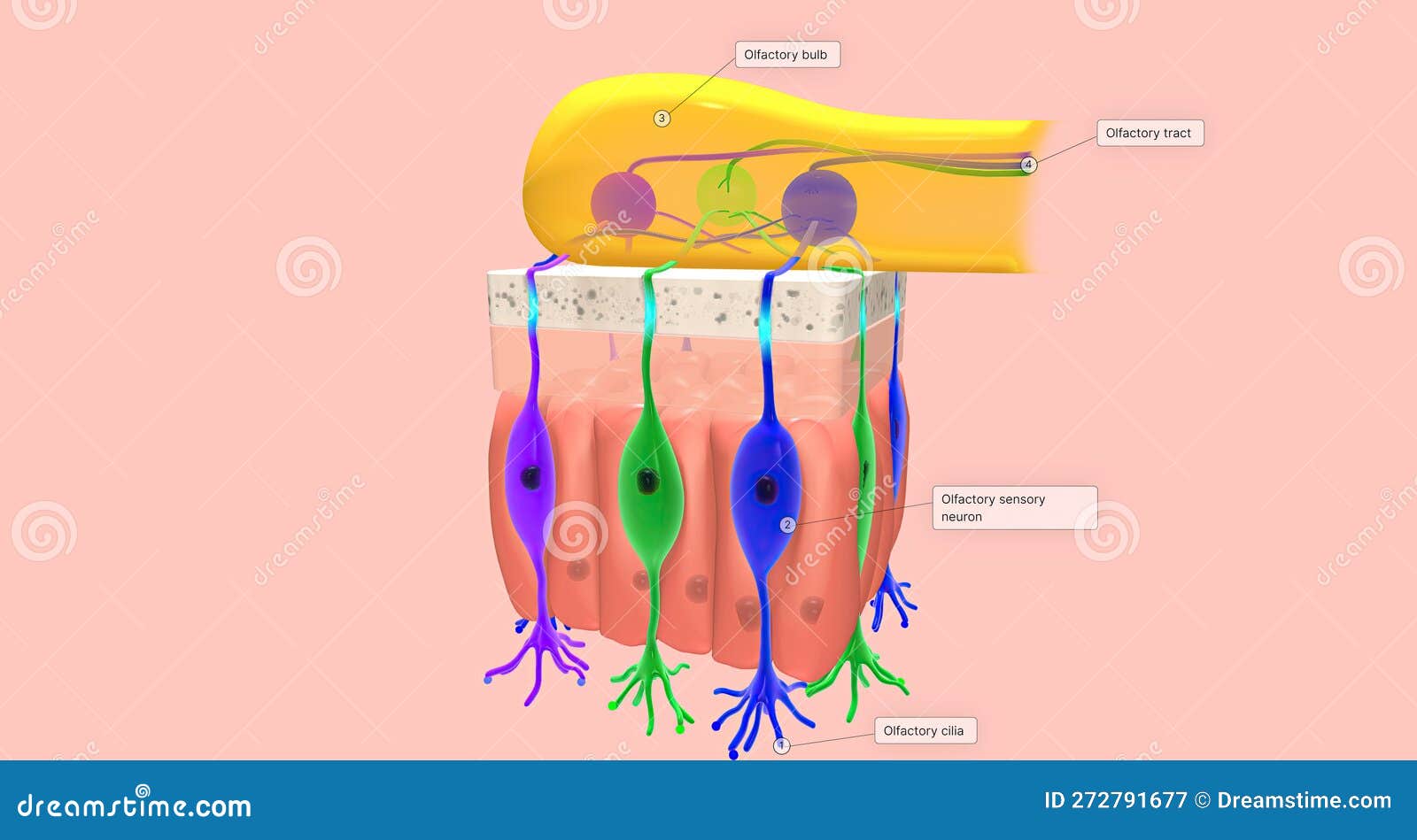 Action Potential And Neuron Membrane Spike After Stimulus Outline ...