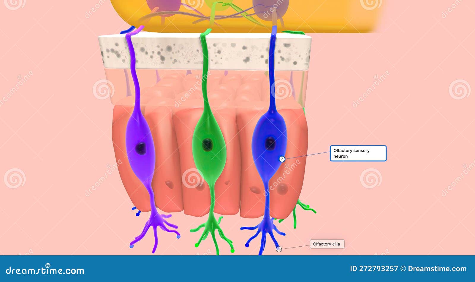 Action Potential And Neuron Membrane Spike After Stimulus Outline ...