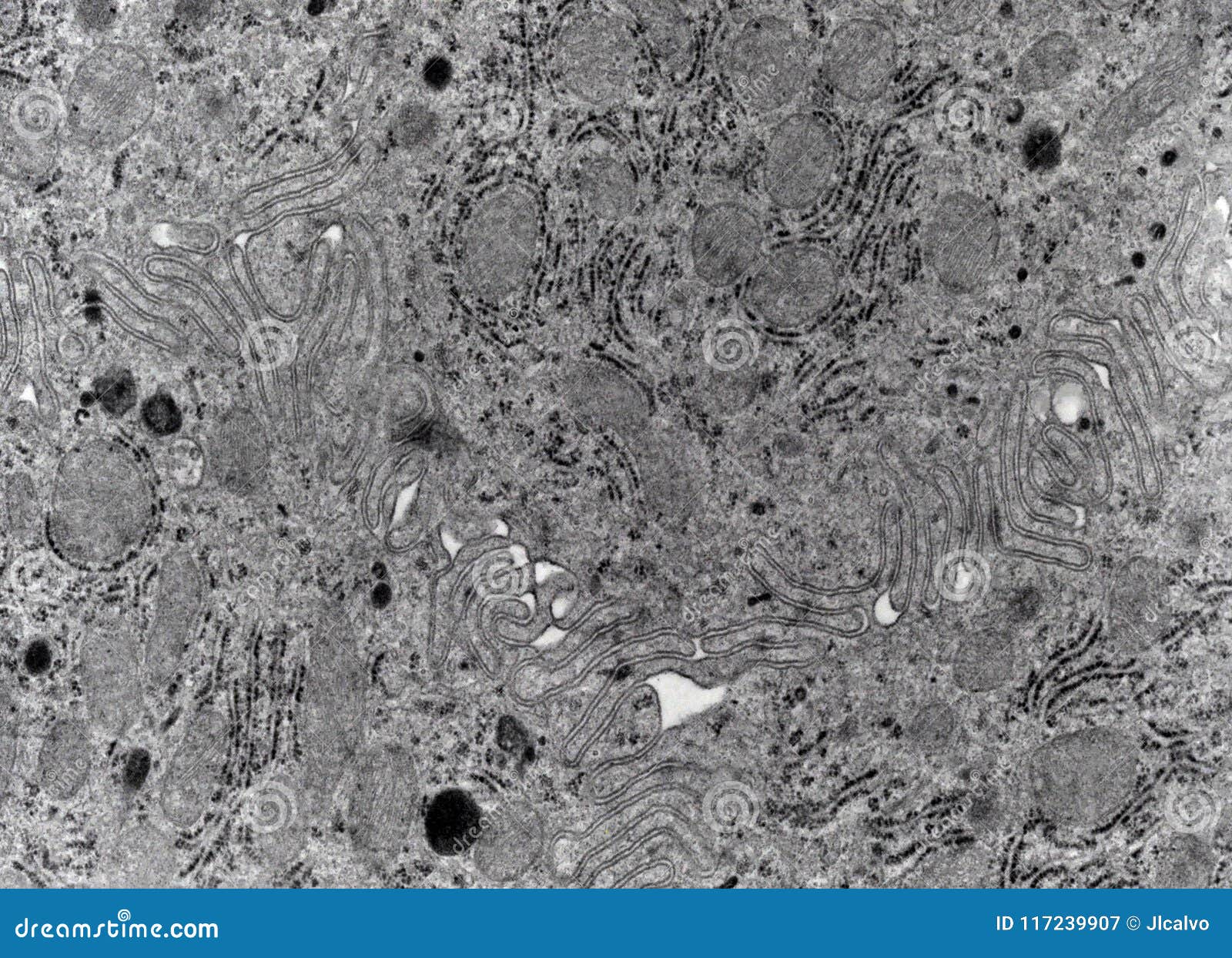 Cell interdigitations stock image. Image of cytology - 117239907