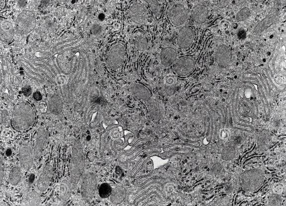 Cell interdigitations stock image. Image of cytology - 117239907