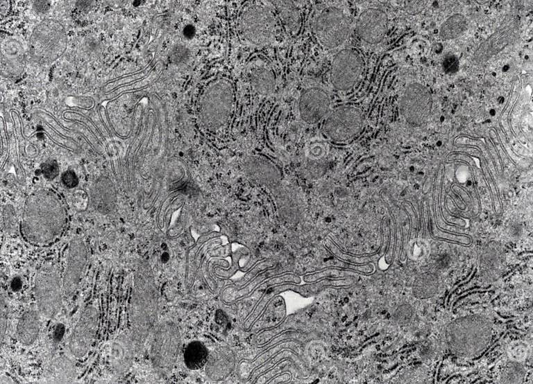 Cell interdigitations stock image. Image of cytology - 117239907