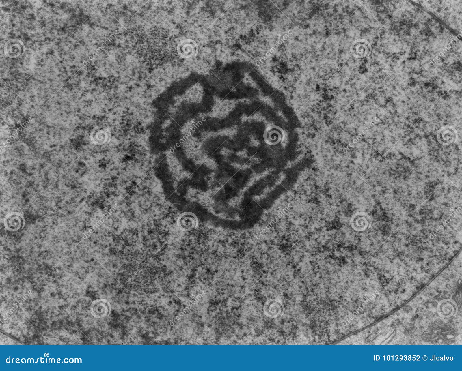 Nucleolus, TEM stock photo. Image of electron, microscope - 101293852